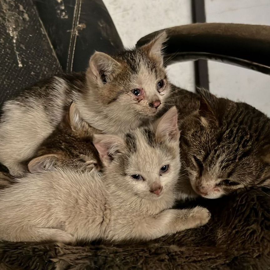 Отдаются котята в хорошие руки
