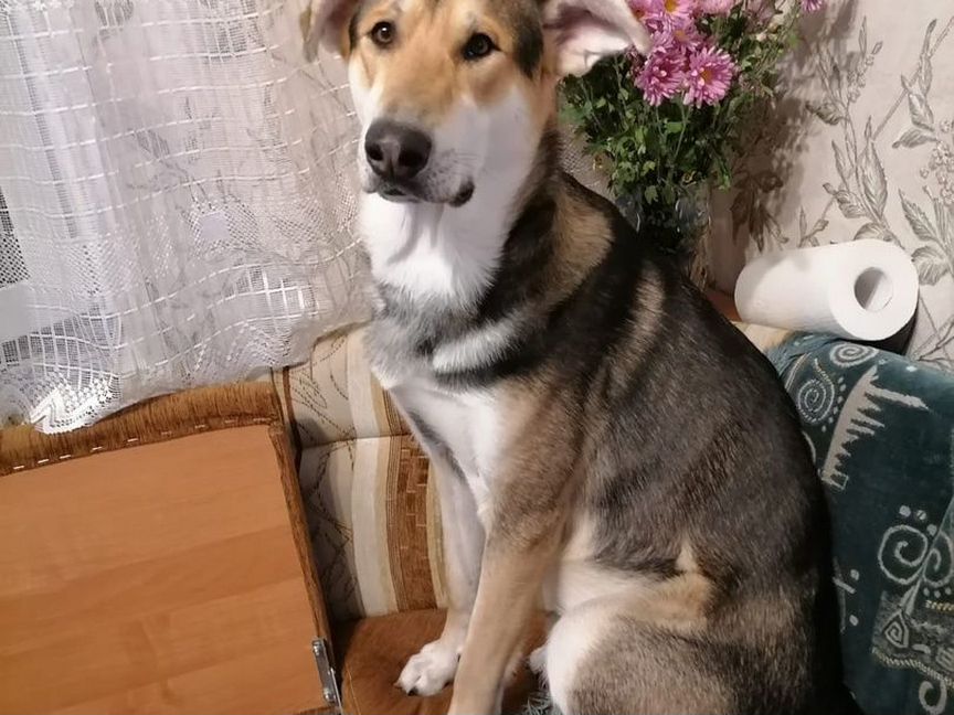Гоше очень нужен дом