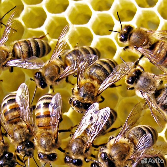 Продаются пчёлы