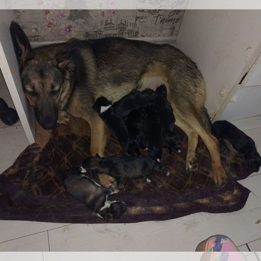 Щенок в добрые руки