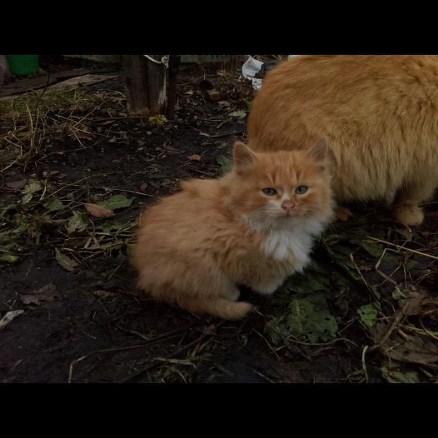 Котята в добрые руки