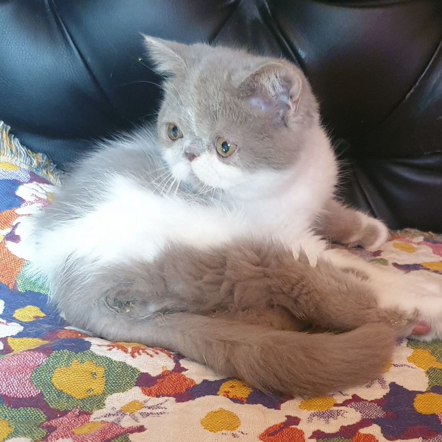 Экзотический короткошёрстный котёнок