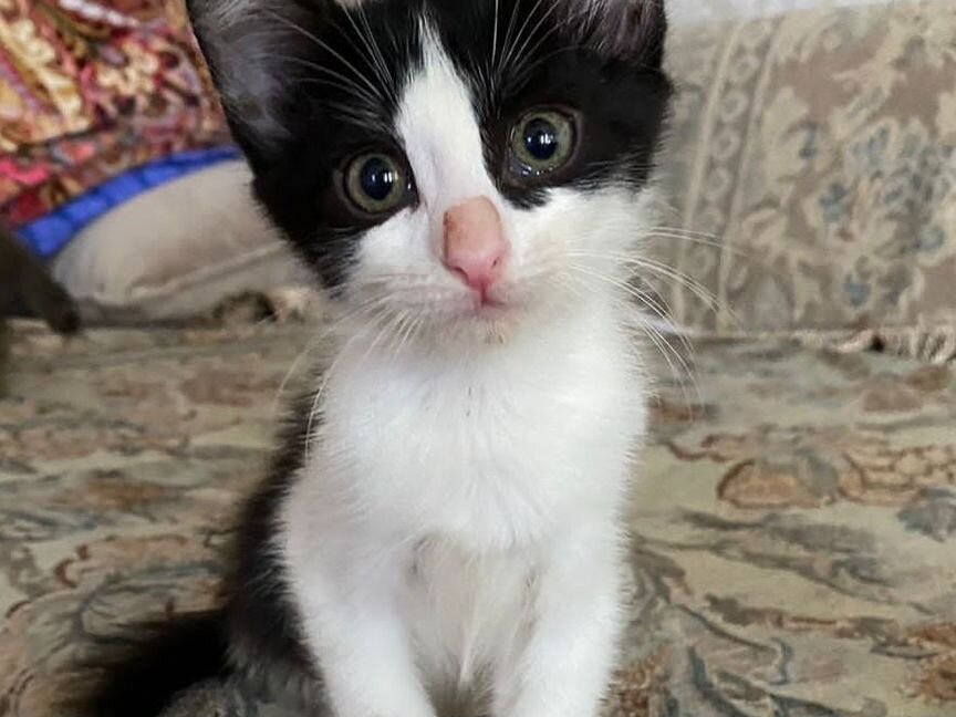 Маленькая кисонька в добрые руки