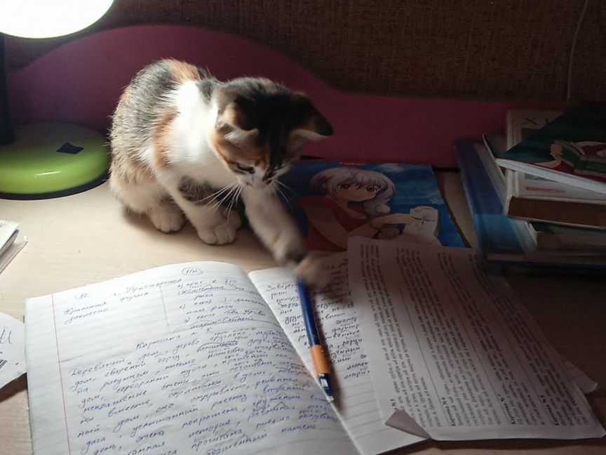 Кошечка Дуня ищет свой дом