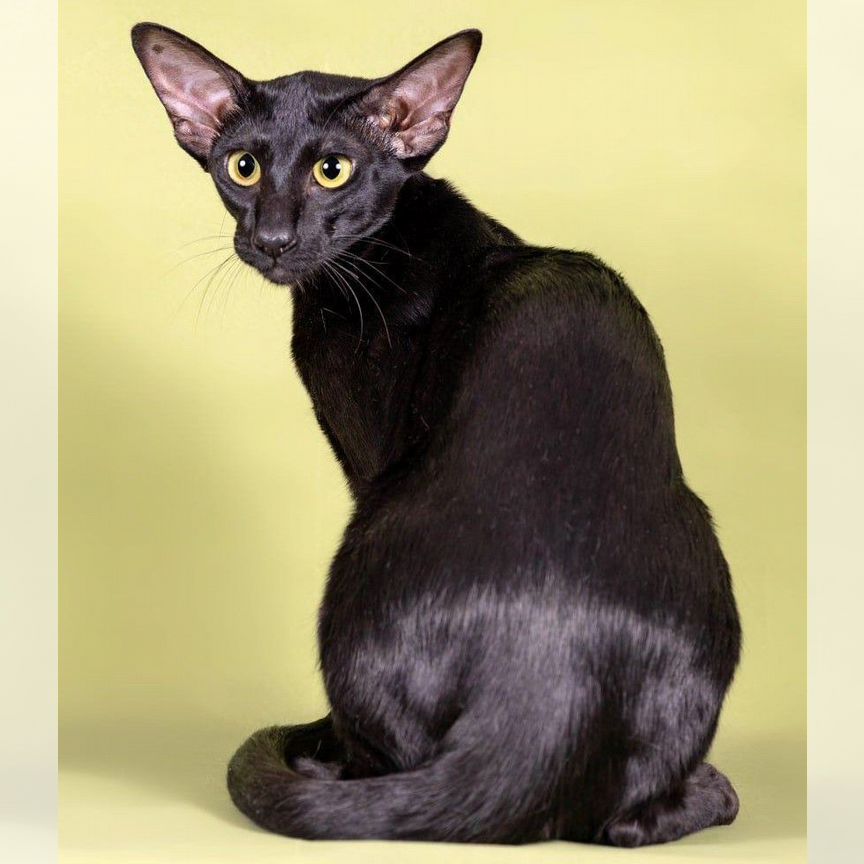 Ориентальный котёнок