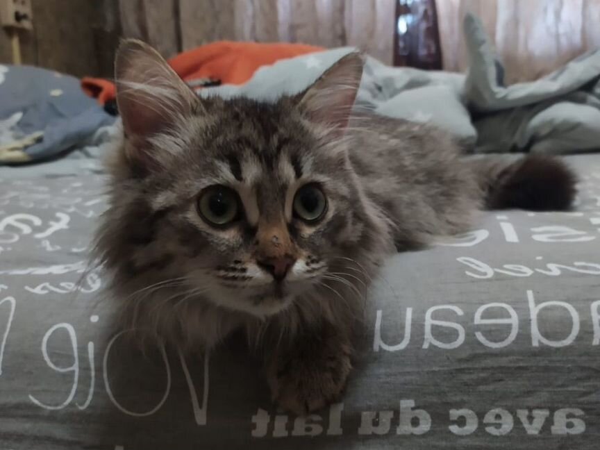 Котёнок в поиске дома