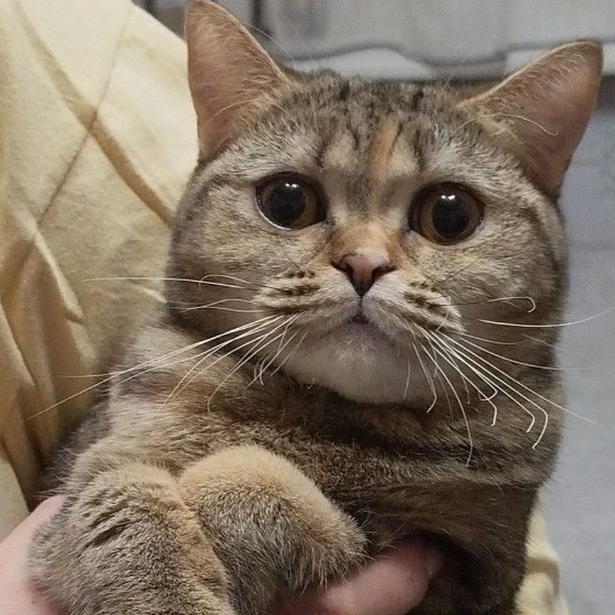 Кошка шотландская прямоухая