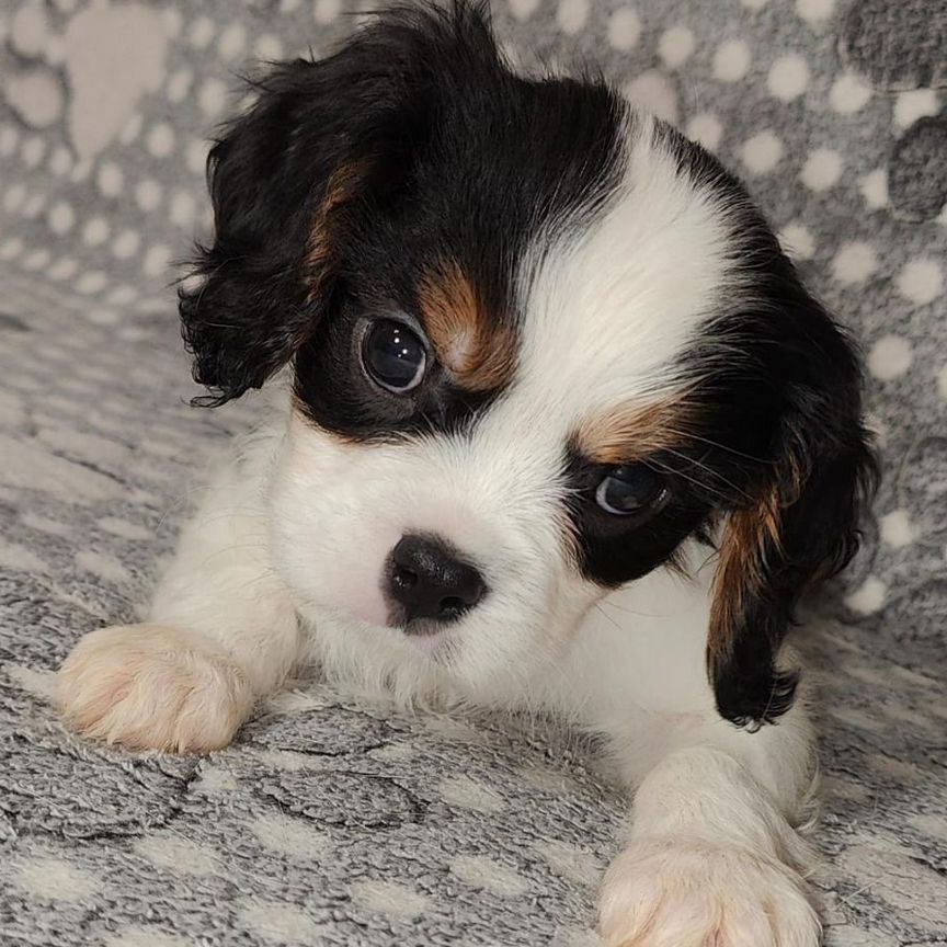 Кавалер кинг-чарльз-спаниель, щенок