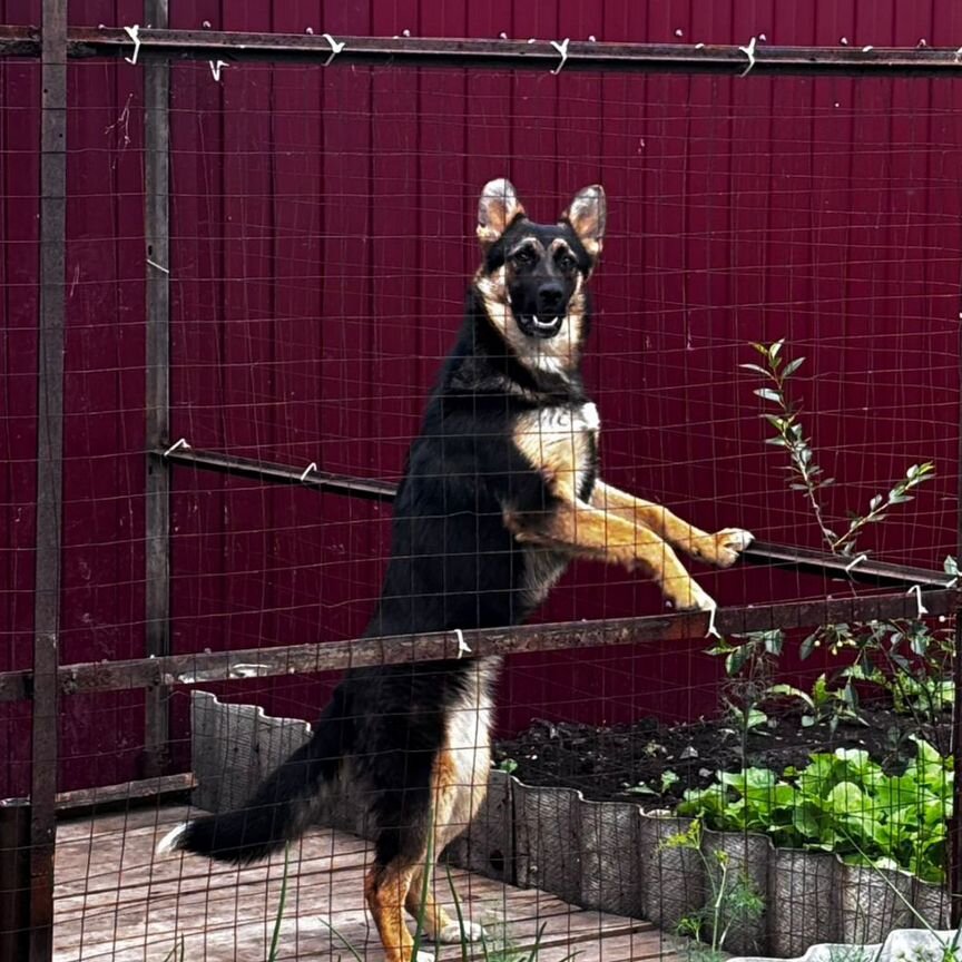 Немецкая овчарка, щенок