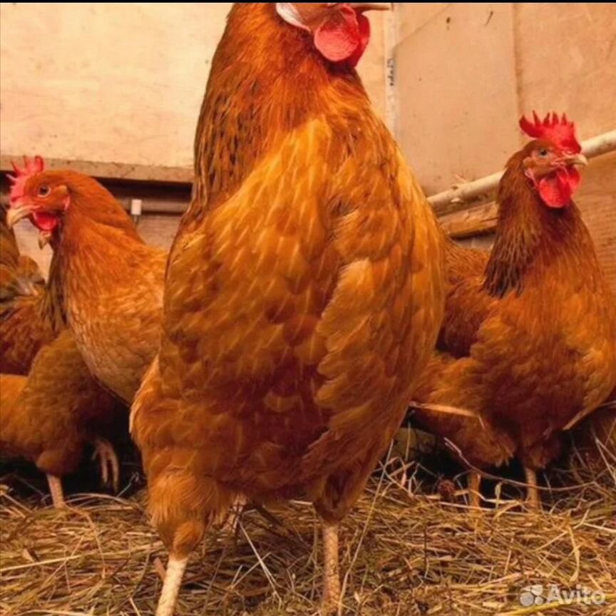 Курица несушка