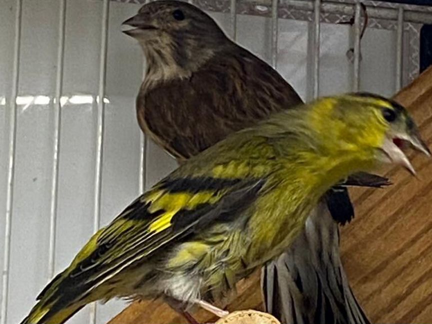 Гибрид чижа и канарейки.Самец