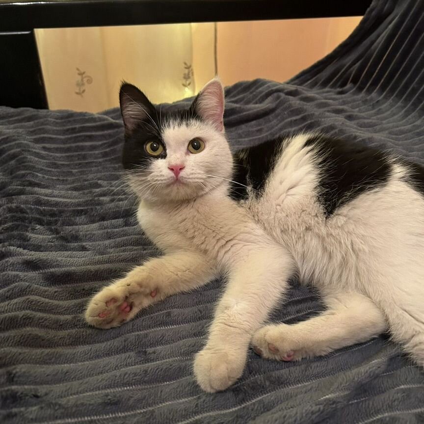 Котик в добрые руки