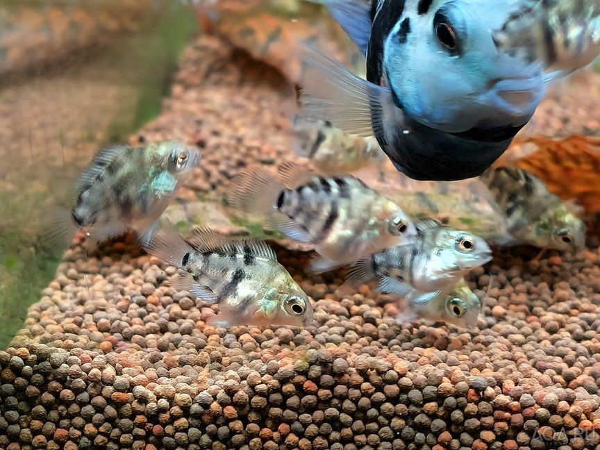 Попугай. Тигровый. Сапфировый, Растения