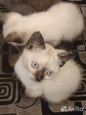 Котёнок ищет свой дом