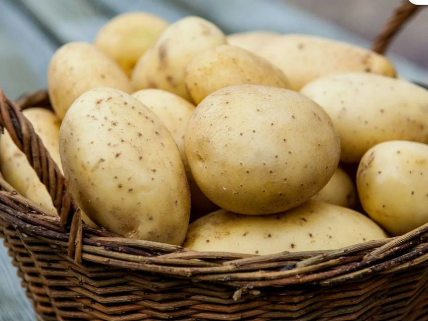 Продукция для животных