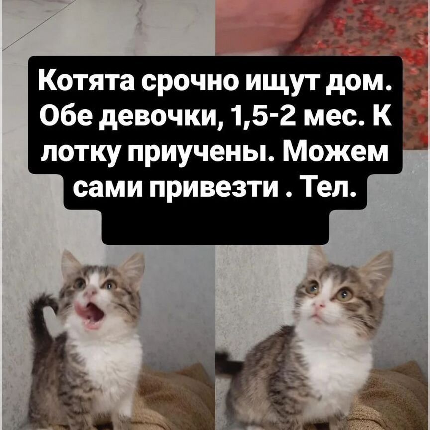 Котята в добрые руки,приучены к лотку. 1,5-2 мес