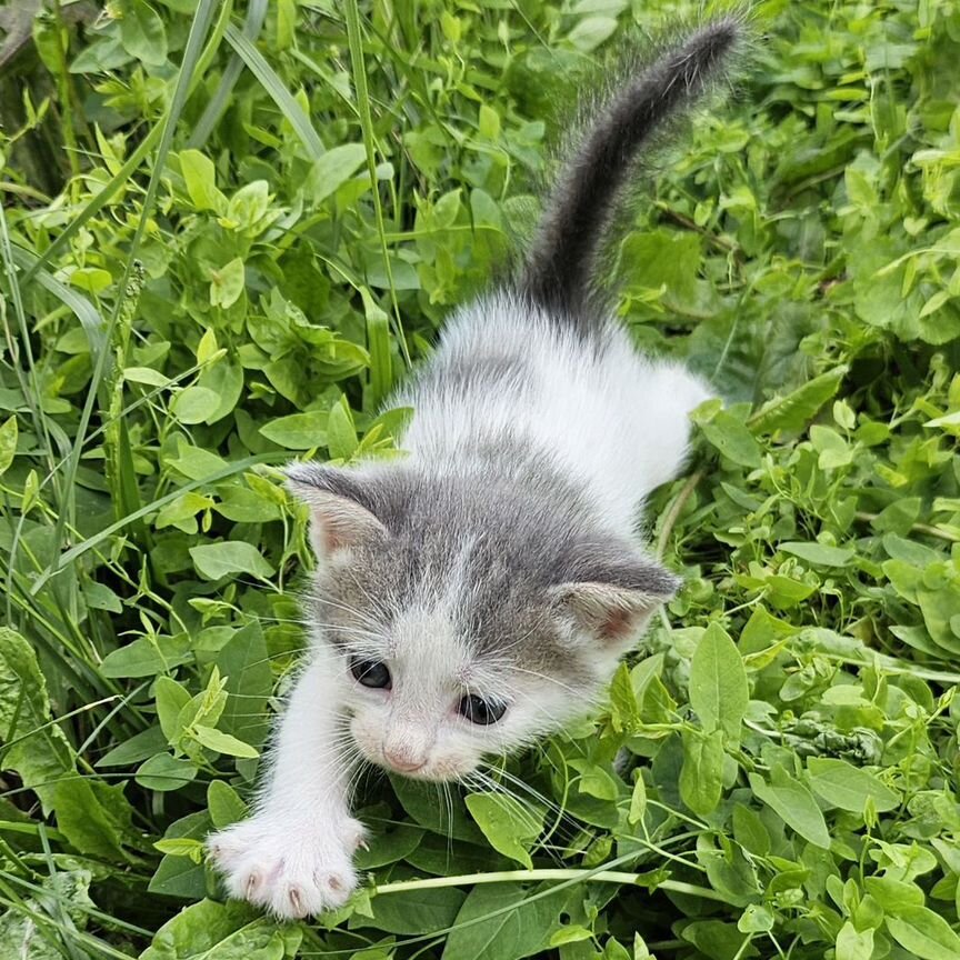 Котенок мальчик в хорошие руки