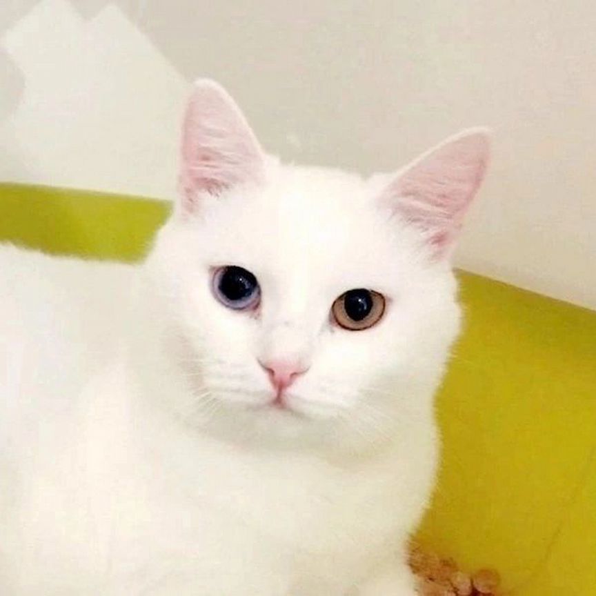 Медуза с разноцветными глазами ищет семью