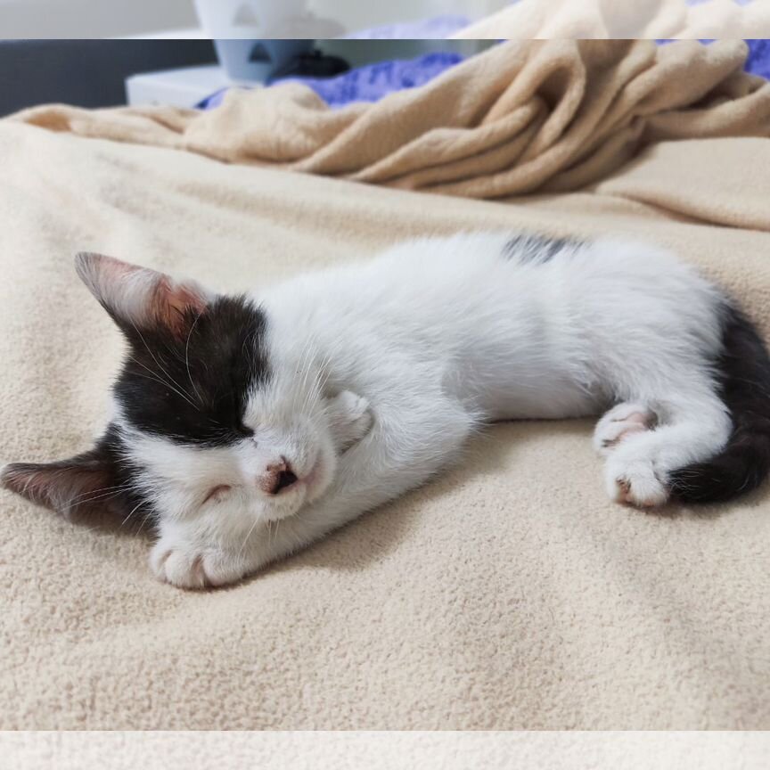 Котёнок с золотым характером
