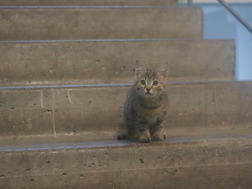 Котенок