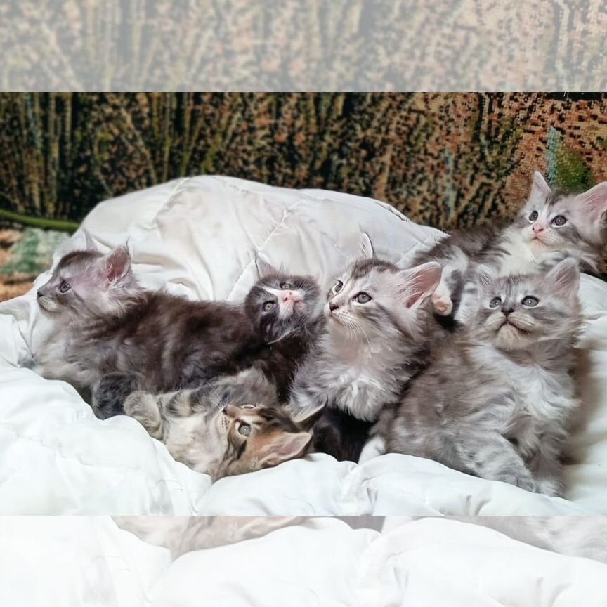 Котята мейн-кун раннее бронирование