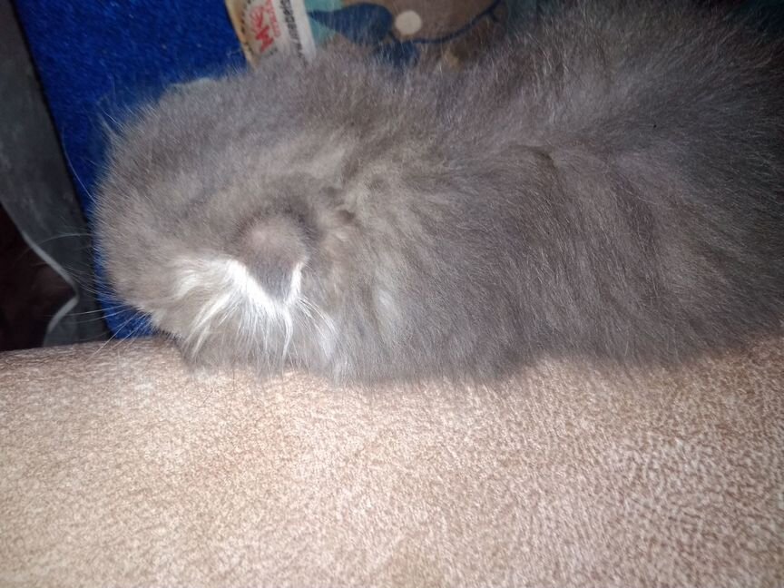 Кошка кошиные блохи