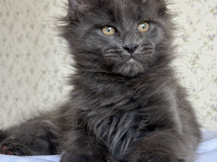 Котята мейн-кун