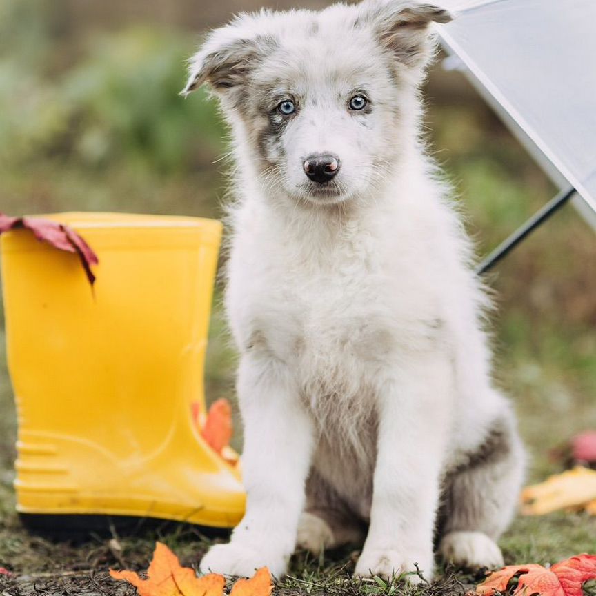 Бордер-колли, щенок