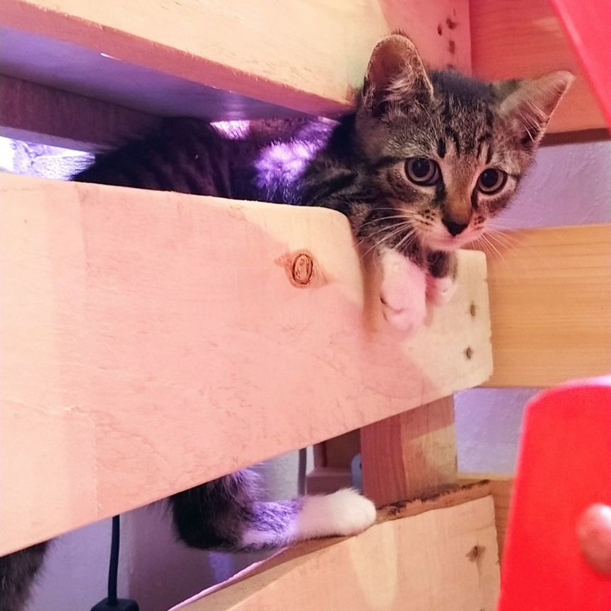 Маленький Хорошик