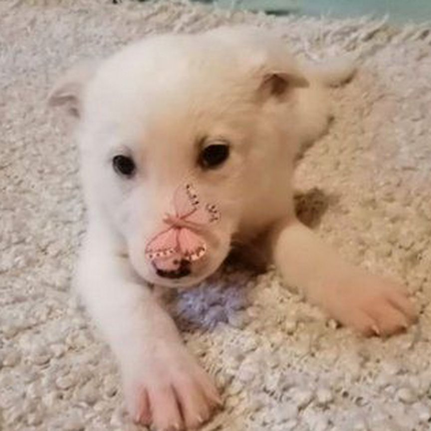 Щенок,2мес,мальчик