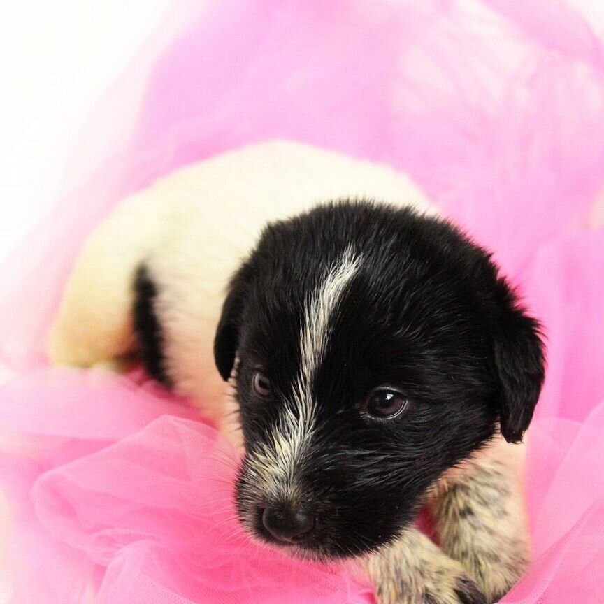 Щенок в добрые руки