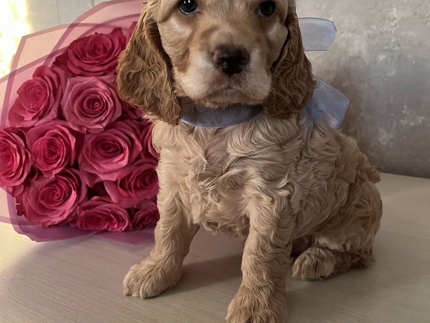 Кокер спаниель