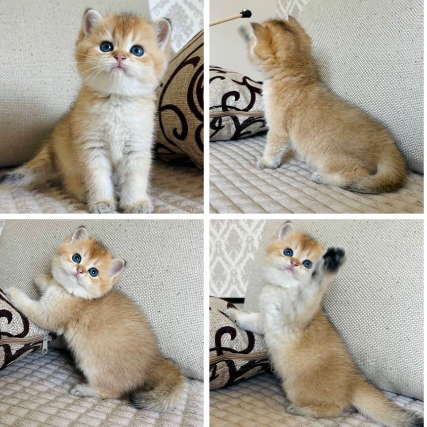 Шотландский прямоухий короткошёрстный котёнок