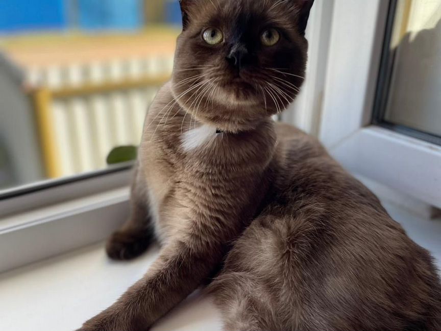 Сиамский кот вязка