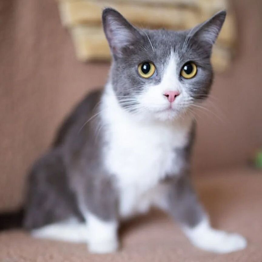 Европейский короткошёрстный котёнок