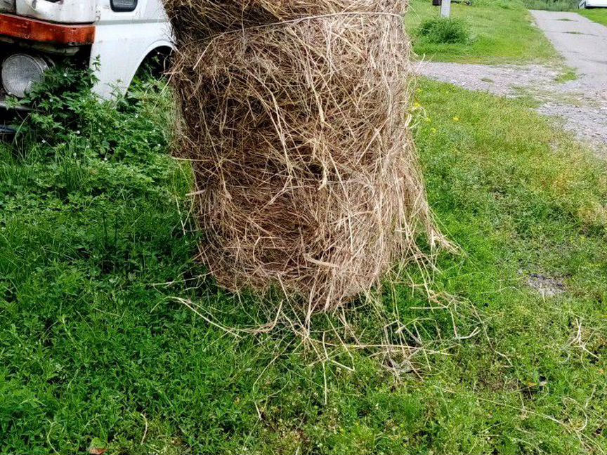 Продам сено луговое
