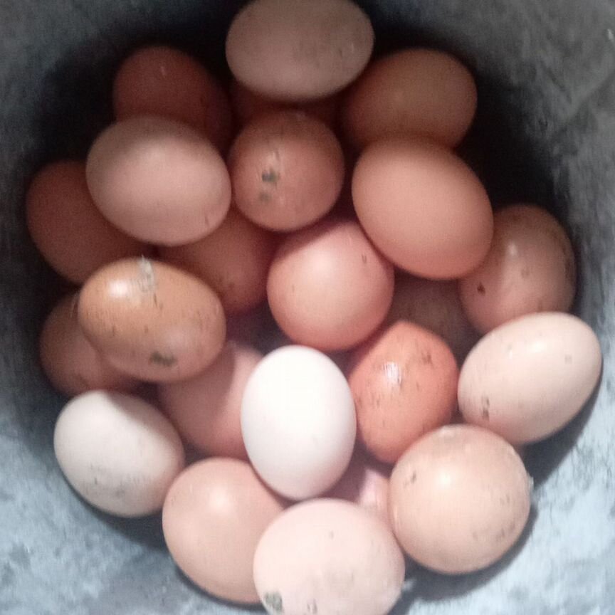 Продажа домашних яиц