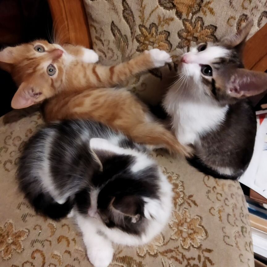Котята в добрые руки