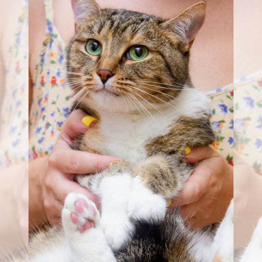 Европейский короткошёрстный котёнок