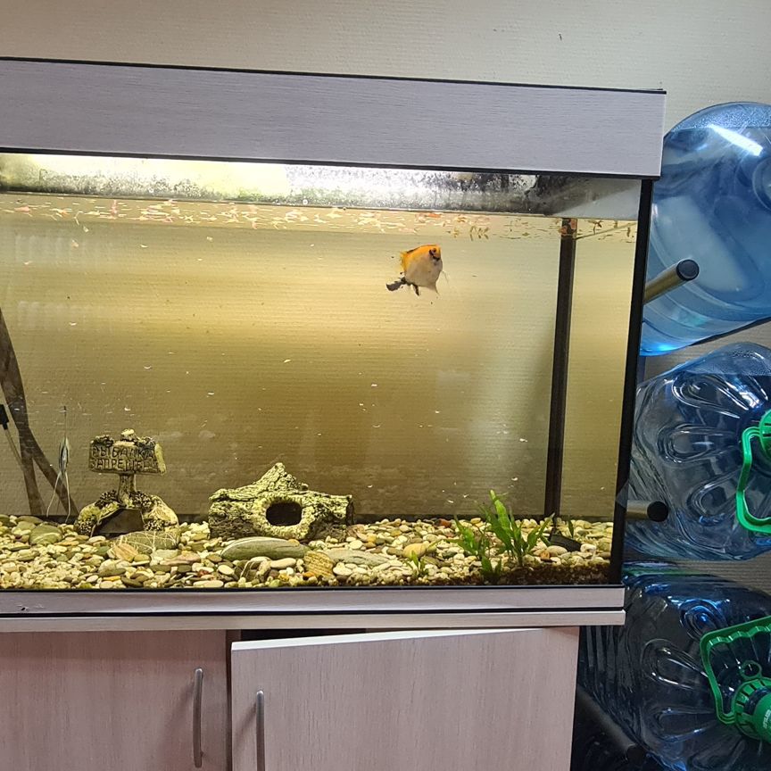 Аквариум с тумбой и рыбками 140л