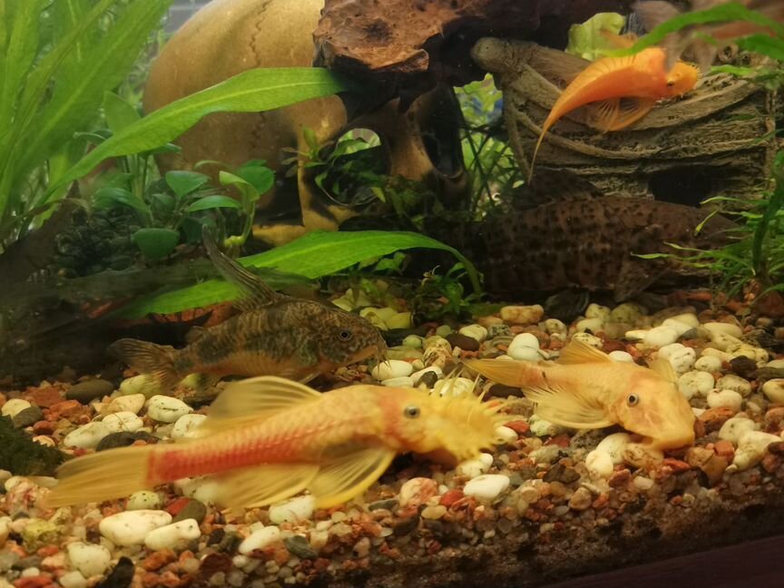 Сомики анциструс золотистые