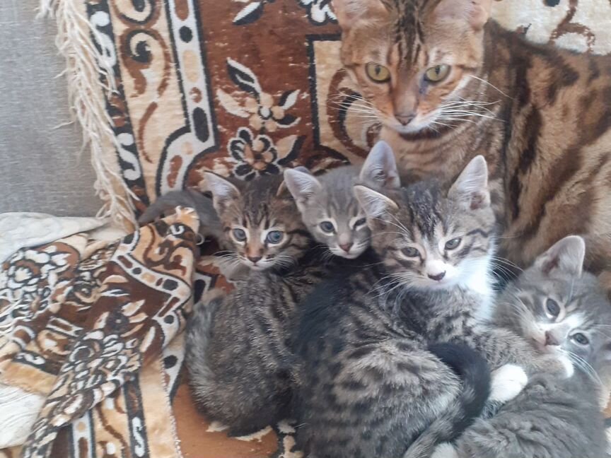 Котята в добрые руки мальчики