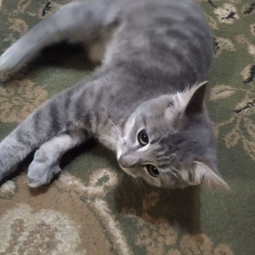 Котенок 8-9 мес