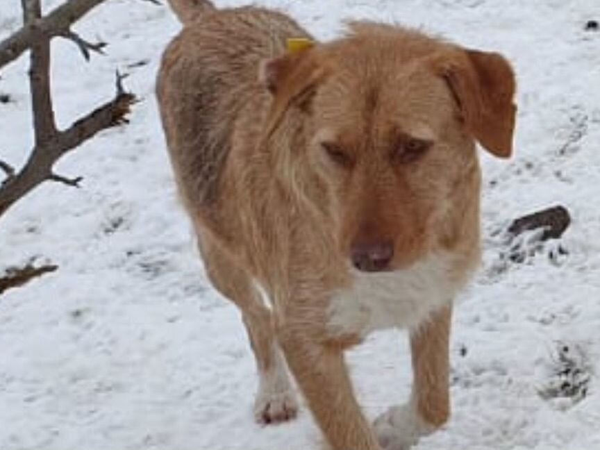 Собака девочка стерильная