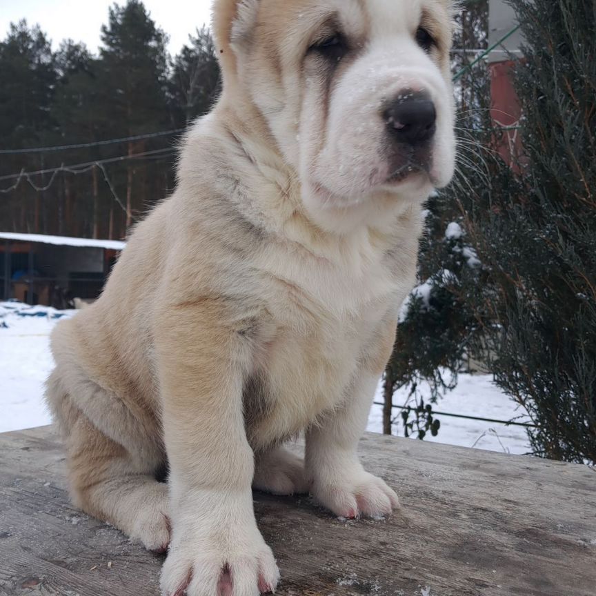 Щенки алабая сао кобель