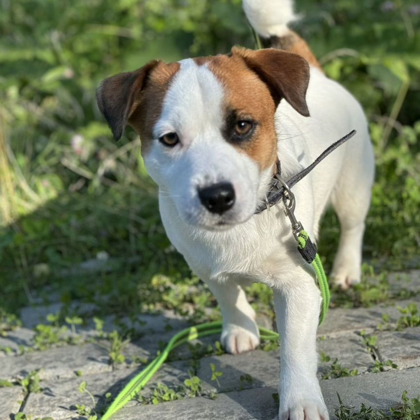 Джек-рассел-терьер, взрослая собака
