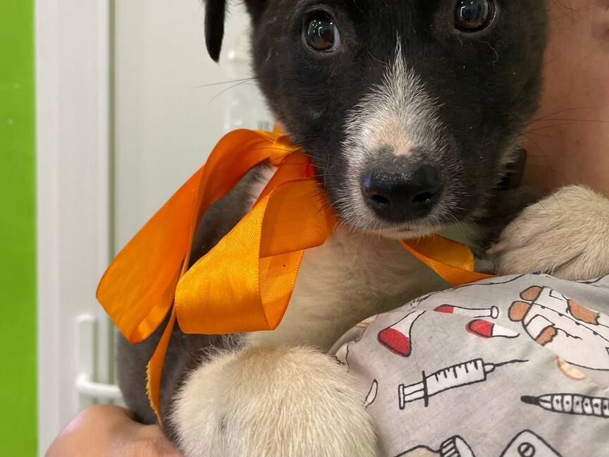 Тишка живёт в клетке