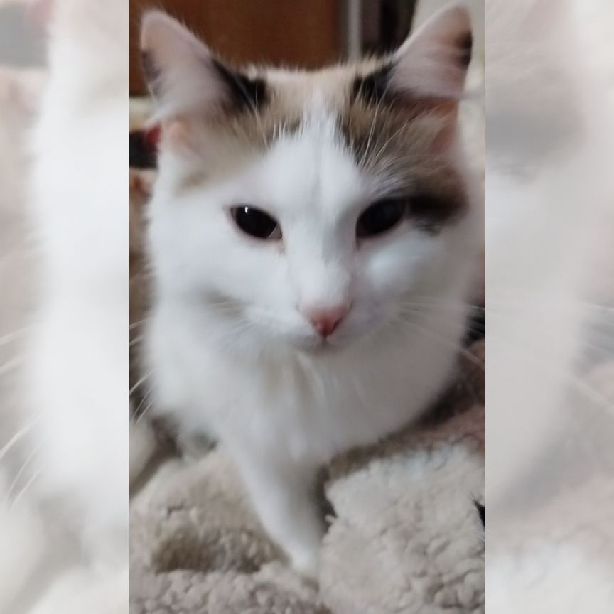 Рэгдолл котёнок