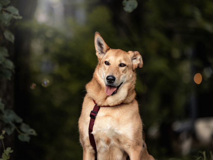 Рыжая собака в добрые руки бесплатно