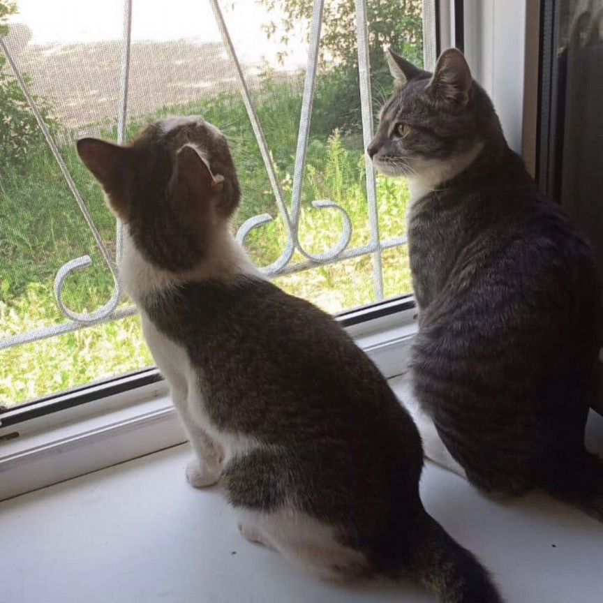 Два котенка и их котята ищут дом